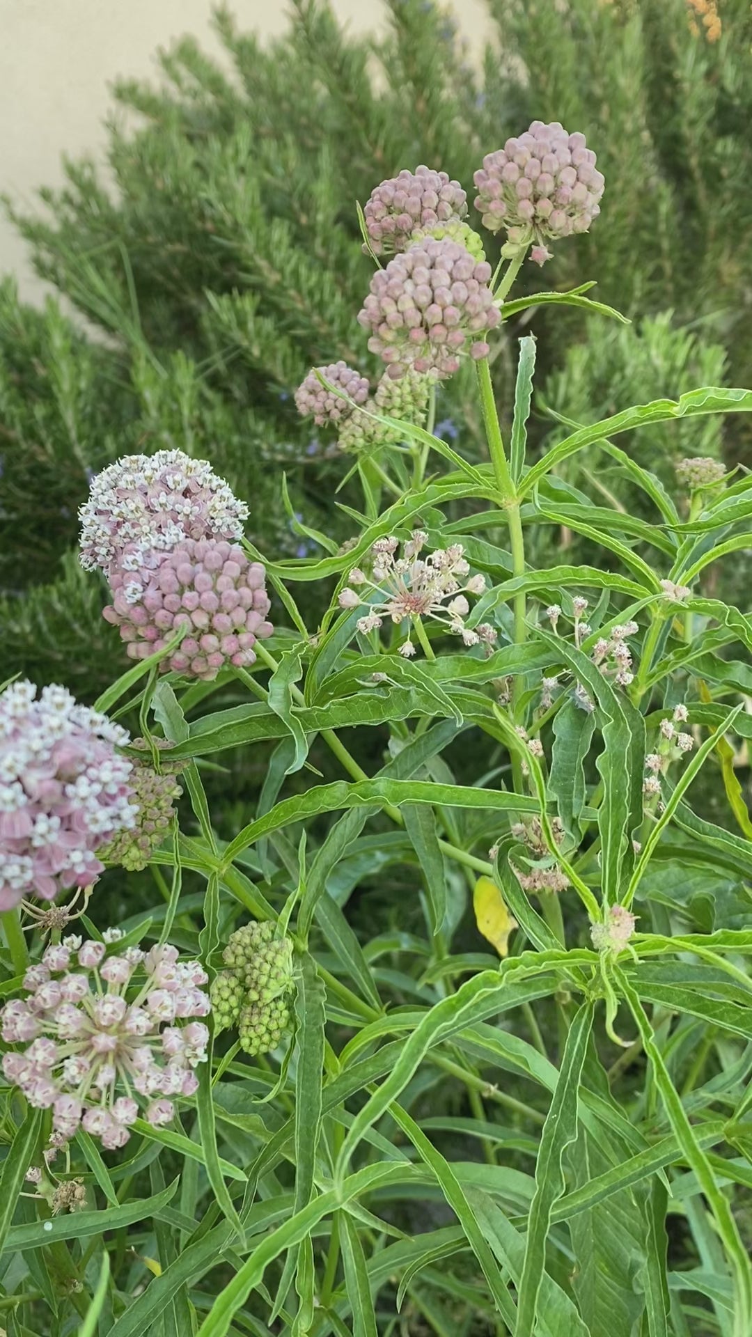 California Native Narrowleaf Milkweed Seeds – Cal Natural Gardens